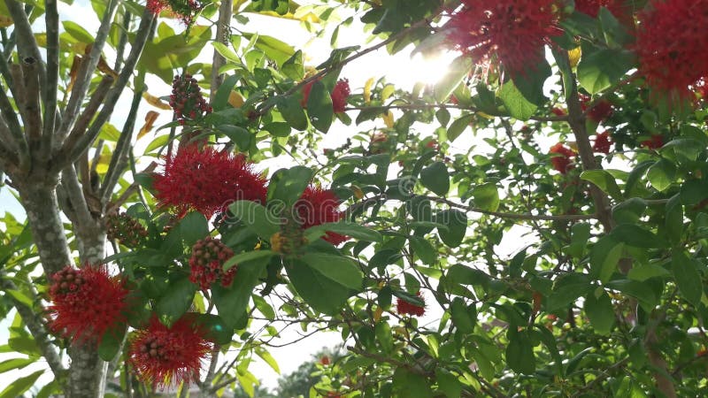 Exotic Combretum Constrictum Plant Tree Stock Video - Video of botany ...