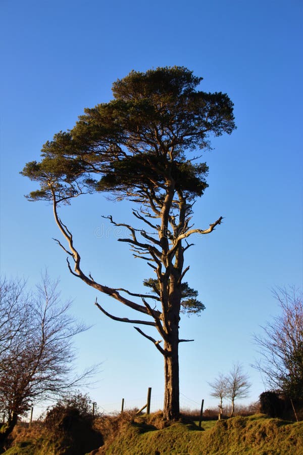 Tall stock photo. Image of tall, exmoor, eyecatching - 83626822