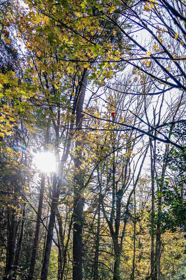 The Tall Fall Forest on Sunny Day Stock Image - Image of leaf, bright ...