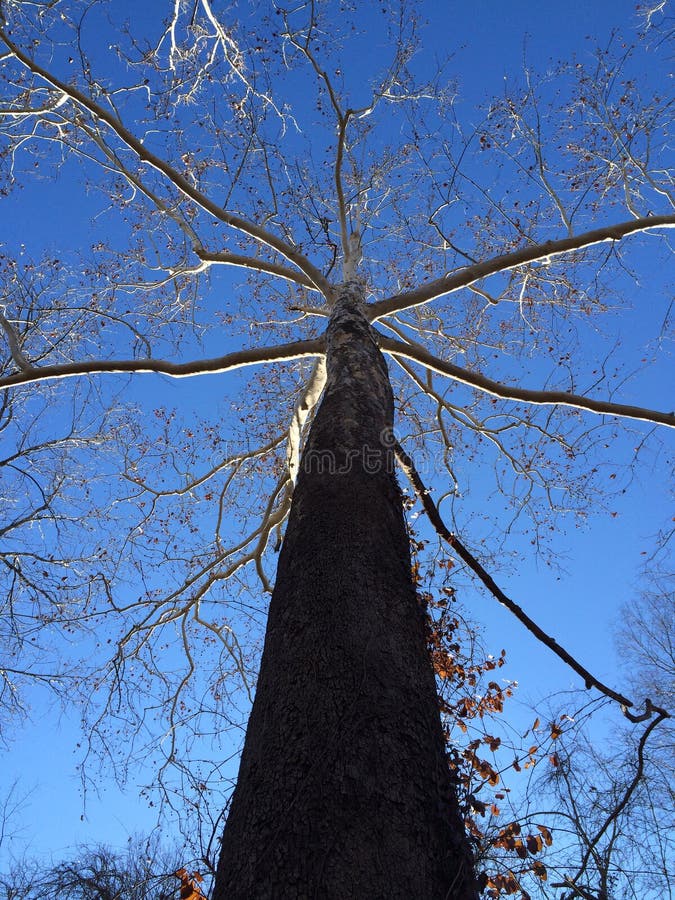 Tall Fall Tree stock photo. Image of raytown, tree, missouri - 50110766