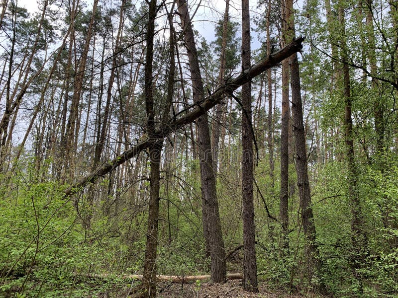 Tall Fallen Dry Trees in the Forest. a Tree Broken by the Wind in the ...