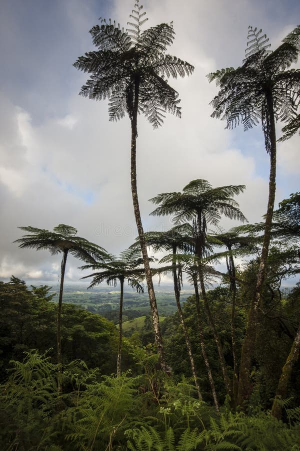 Tall Fern Trees stock photo. Image of queensland, location - 36172662