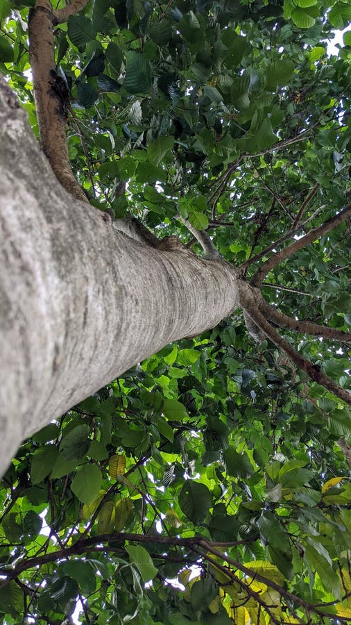 Tall and Fertile Kcapi Trees Stock Photo - Image of music, tree: 309503836