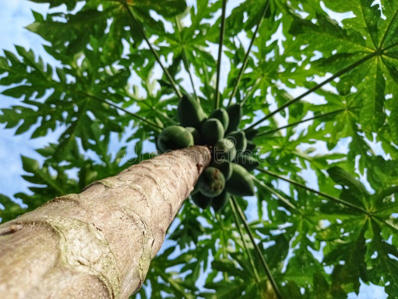 Tall and Fertile Papaya Tree Stock Image - Image of tree, garden: 280178937 Tall and Fertile Papaya Tree Stock Image - Image of tree, garden: 280178937
