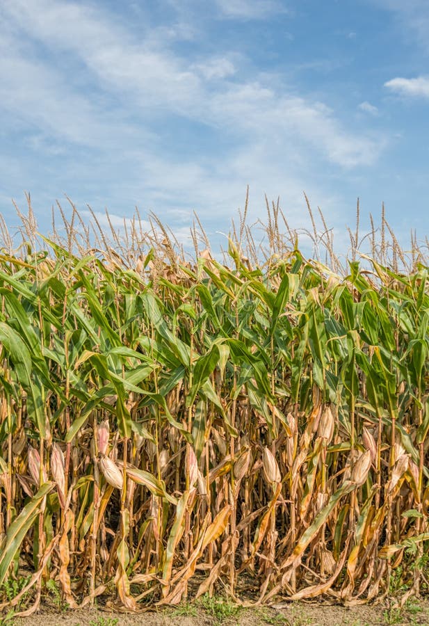 Tall Field of Corn Ready for Harvest in Vertical. Stock Photo - Image ...