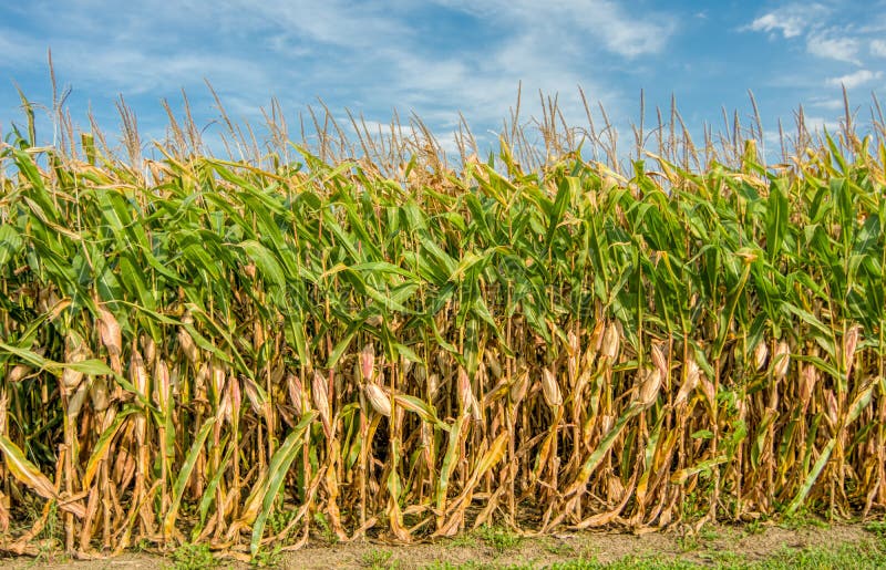 Tall Field of Corn Ready for Harvest Stock Image - Image of crop ...