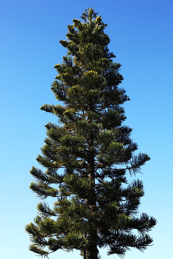 Tall fir tree stock photo. Image of grass, peace, peaceful - 89677660