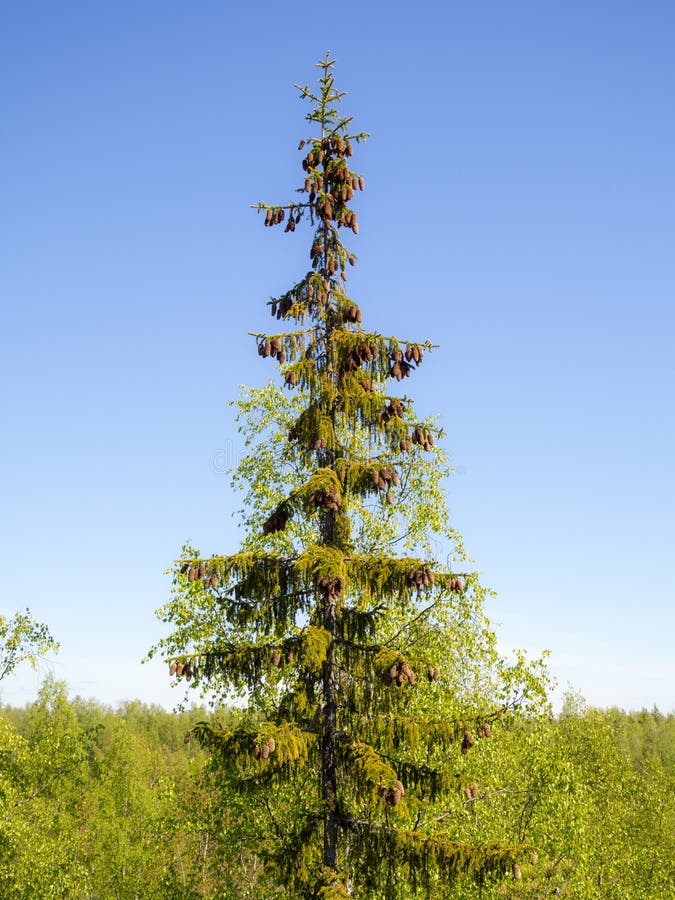 Tall fir tree with cones stock image. Image of crown - 187341785