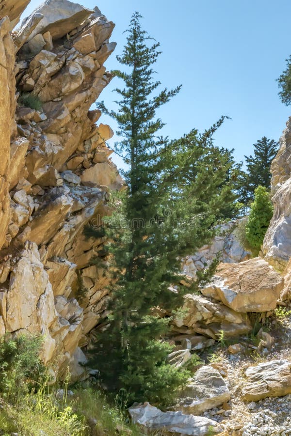 Tall Fir Tree among the Rocks. Forest Landscape Background Stock Photo ...