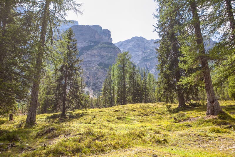 Tall fir trees stock photo. Image of evergreen, idyllic - 142019782