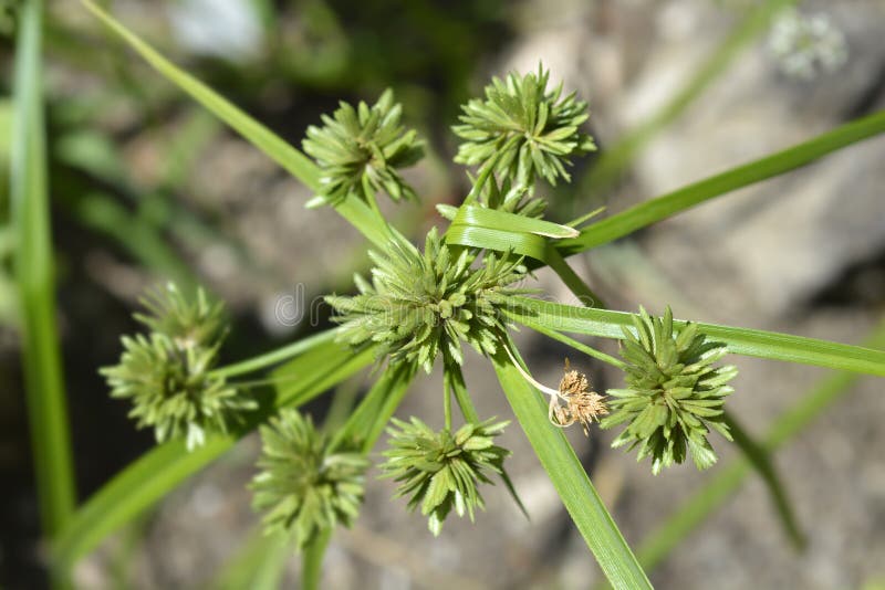 Tall flatsedge stock image. Image of galingale, flower - 259892561