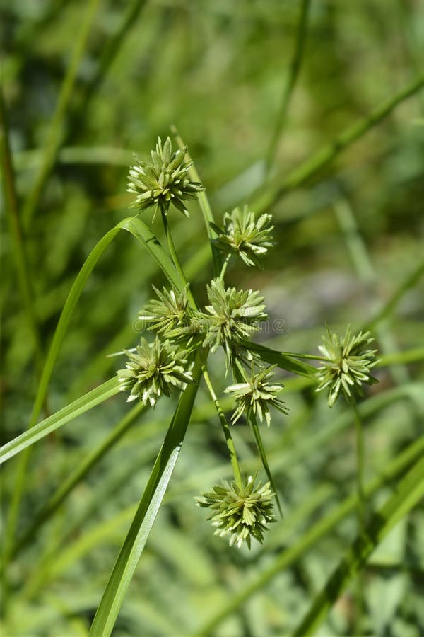 Tall flatsedge stock photo. Image of edible, nutgrass - 262721182