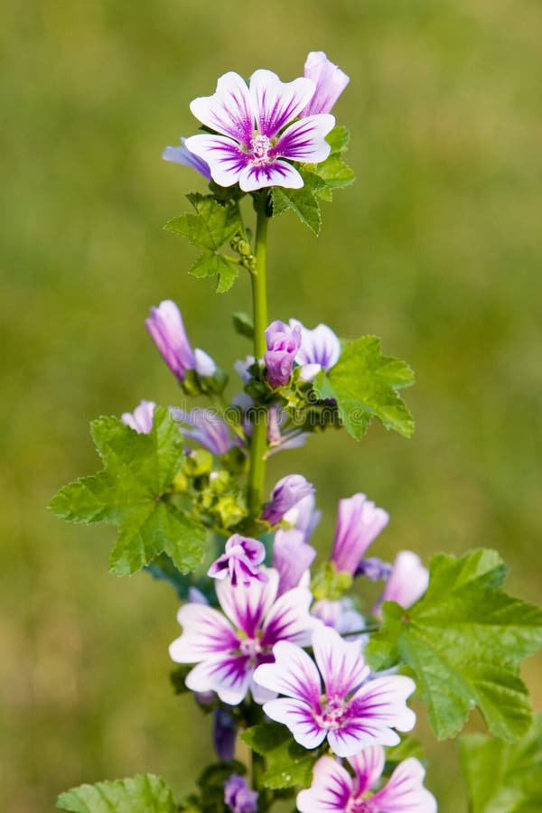 Tall flower stock image. Image of close, garden, plant - 906827