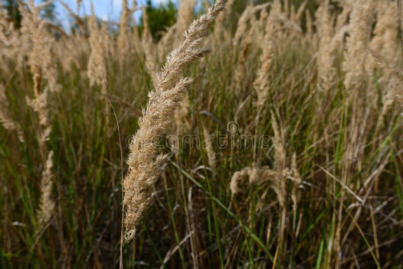 Tall Flowering Flower in Summer, Wild Plant in the Fields Stock Photo ...