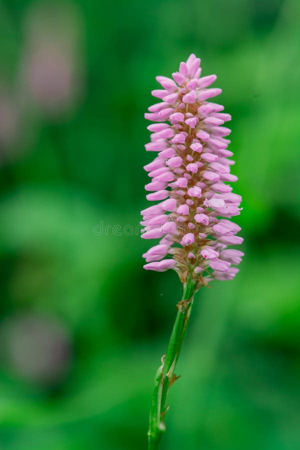 Tall Flowers of the Common Bistort (Persicaria Bistorta Stock Photo ...