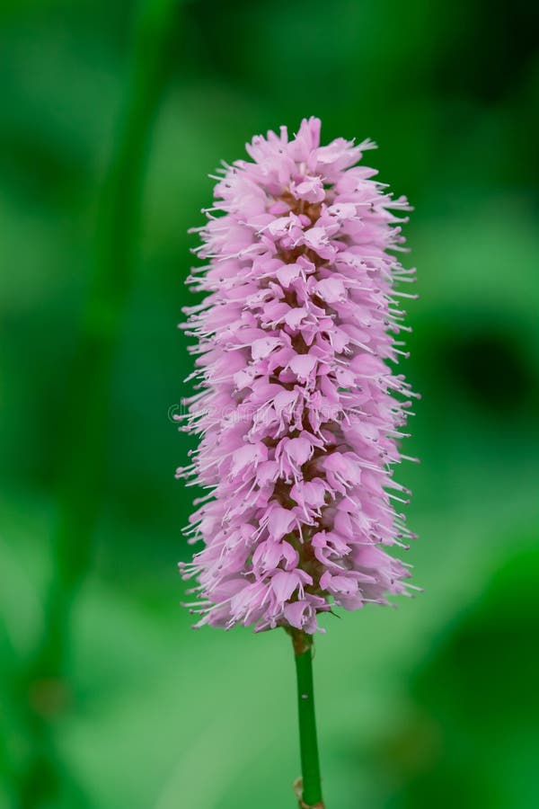 Tall Flowers of the Common Bistort (Persicaria Bistorta Stock Image ...