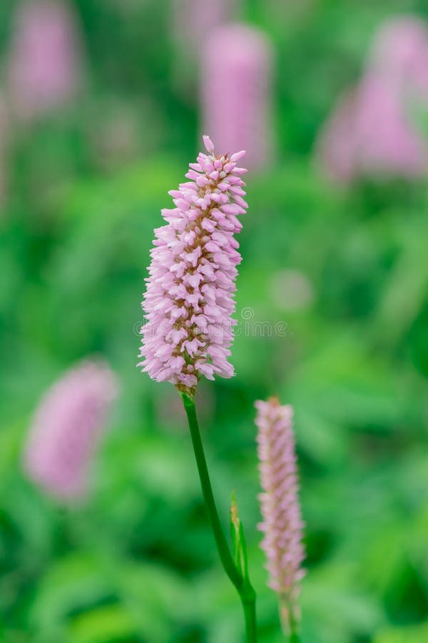 Tall Flowers of the Common Bistort (Persicaria Bistorta Stock Image ...