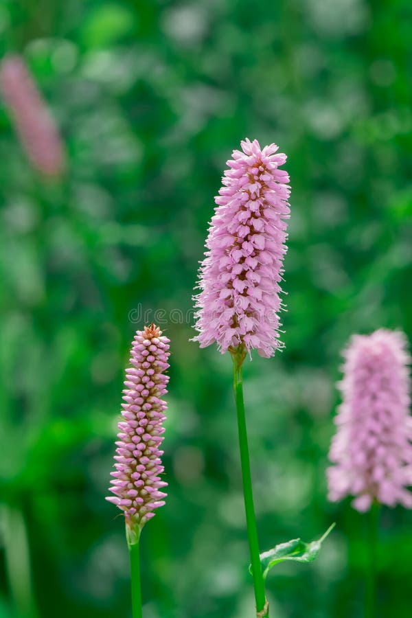Tall Flowers of the Common Bistort (Persicaria Bistorta Stock Image ...