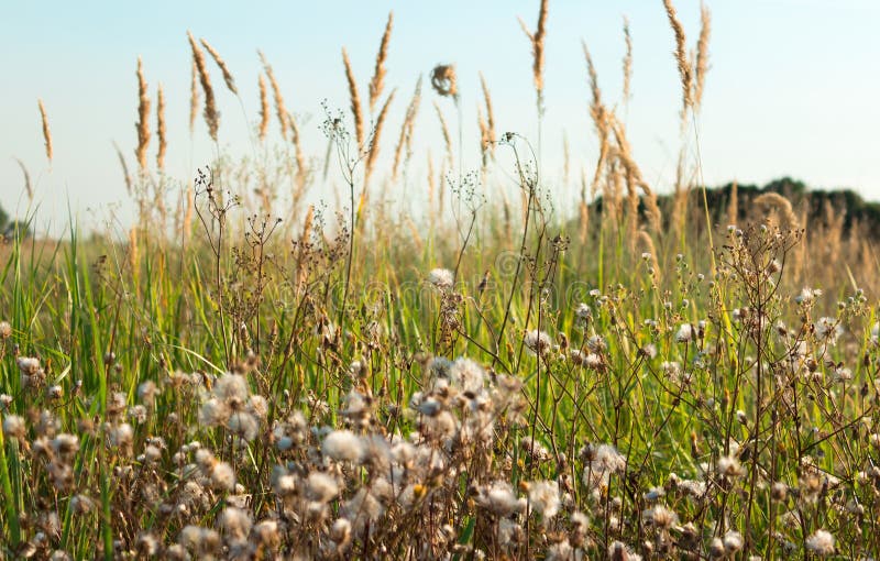 Tall Grass and Weeds in the Meadow Stock Photo - Image of stem, natural ...