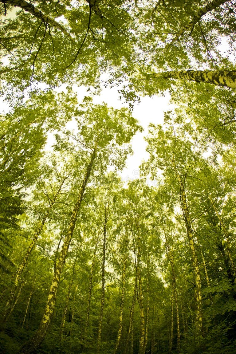 29,354 Cool Tall Fonts Stock Photos - Free & Royalty-Free Stock Photos ...