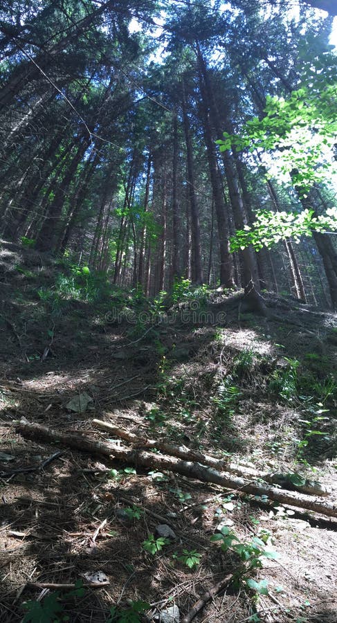 Tall Forest Trees Tower from Path Below Overhead Converging into Forest ...