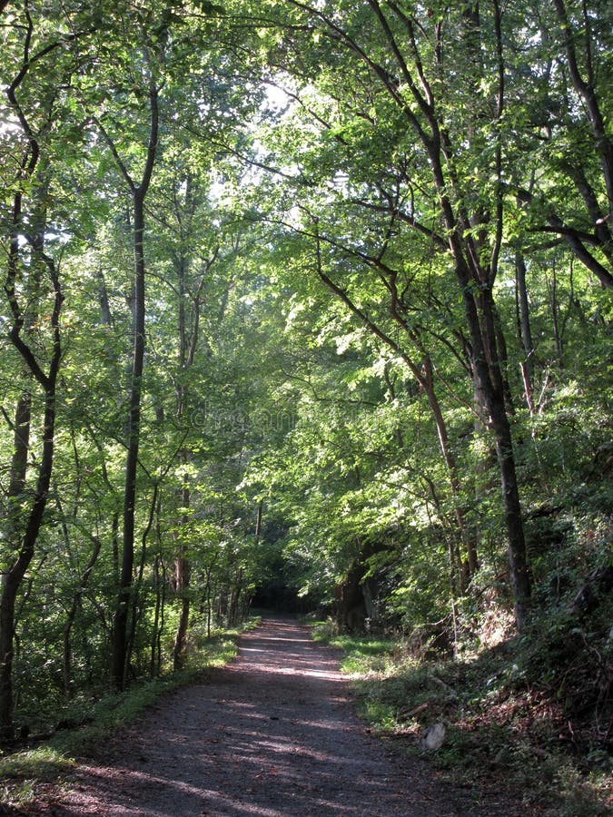 Maryland Forest and Trees stock photo. Image of scenic - 5509698