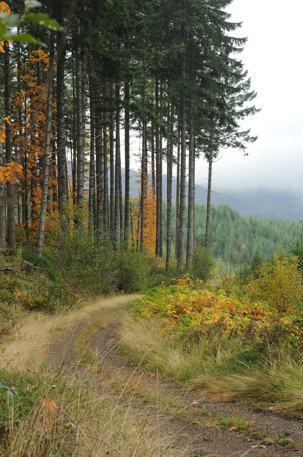 1+ Tall forest next to road Free Stock Photos - StockFreeImages