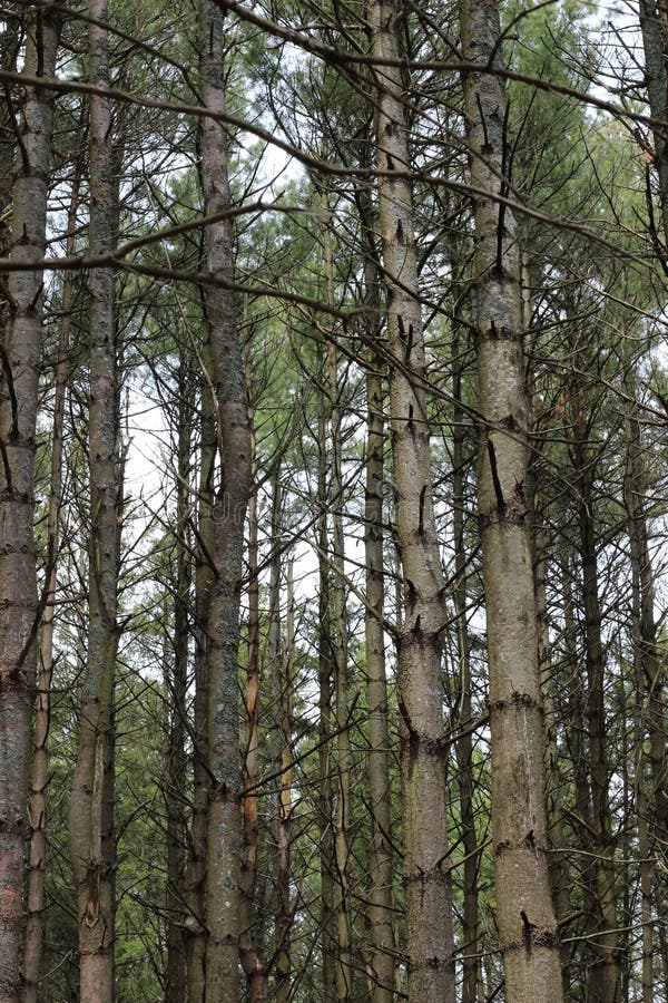 Tall Forest of Spruce stock image. Image of angry, green - 154456125