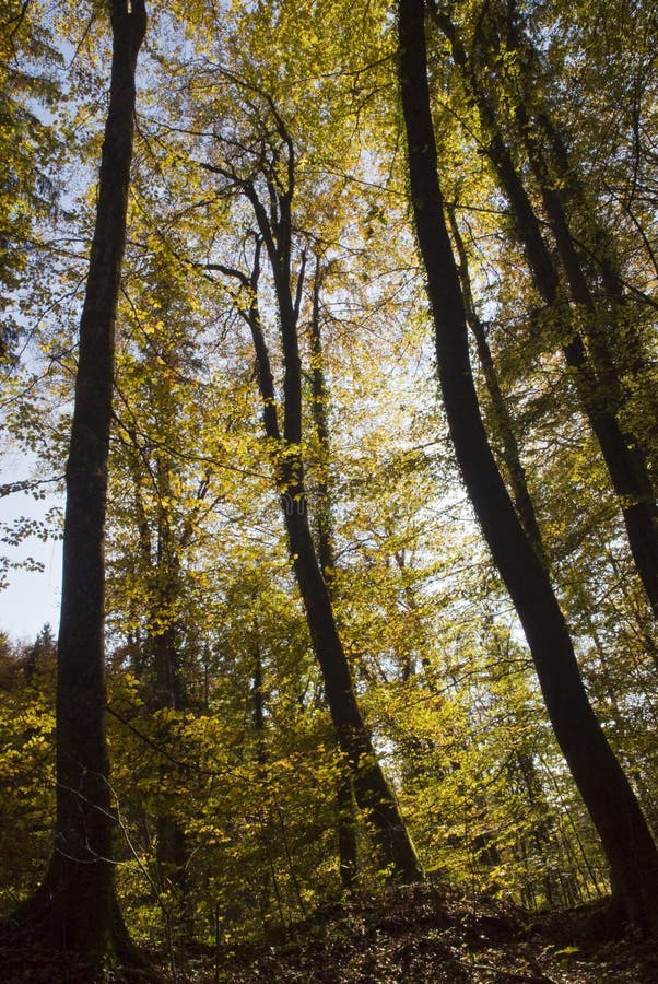 Tall Forest Trees in Autumn Stock Photo - Image of autumn, colours: 3408348