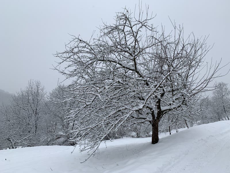 Tall Forest Trees in the Snow. Big Tree Under the Snow in the Mountains ...