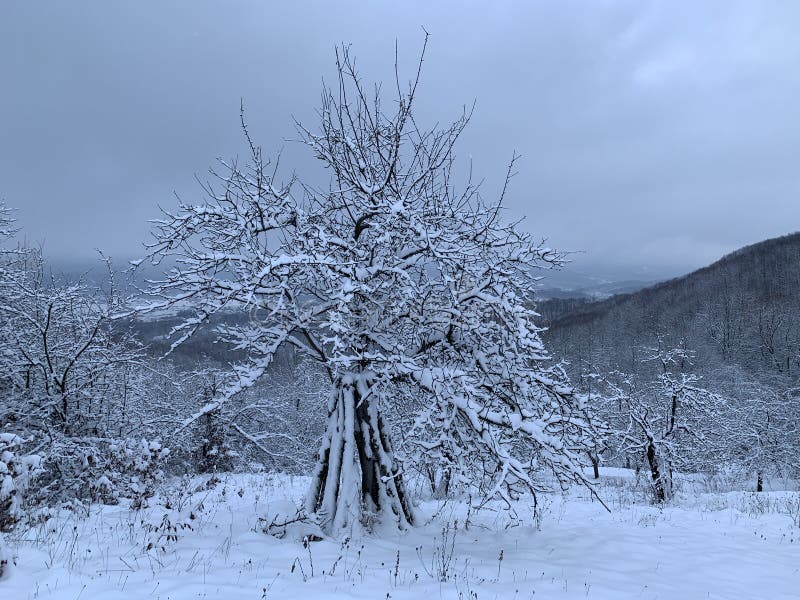 Tall Forest Trees in the Snow. Big Tree Under the Snow in the Mountains ...