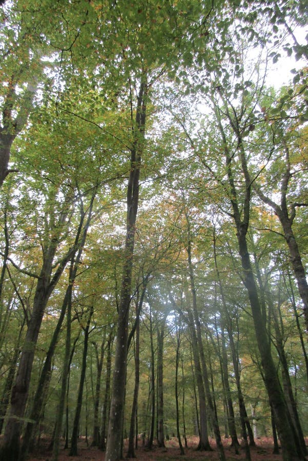 Tall Forest Trees stock image. Image of hampshire, tall - 115366255