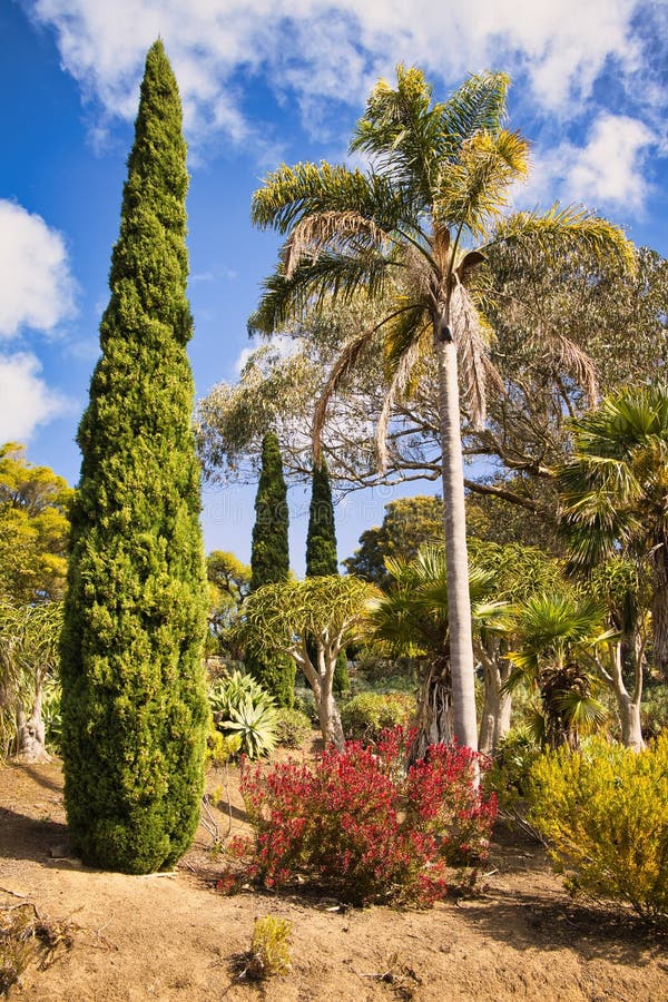 Tall Garden Trees stock photo. Image of palm, totem - 378752820