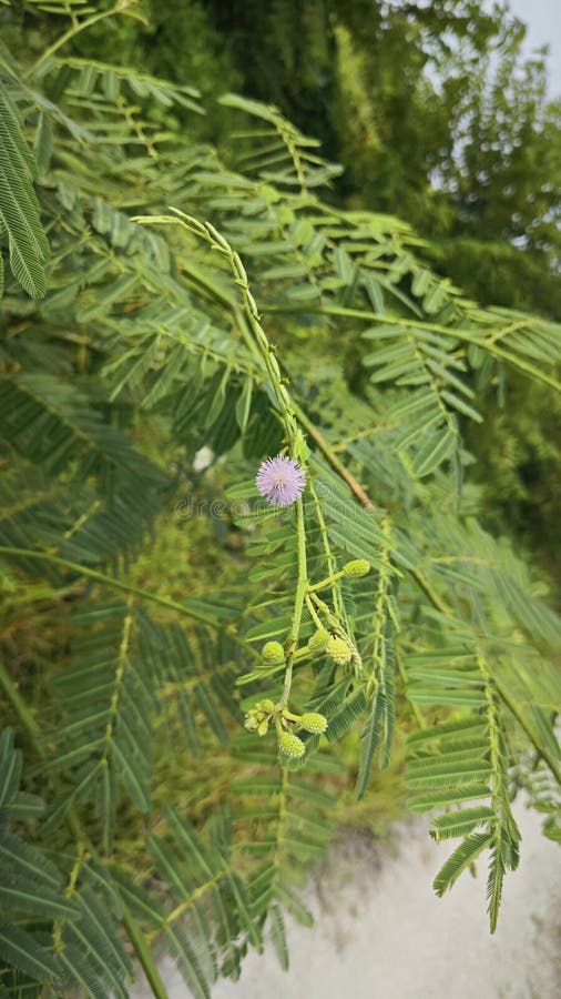 A Tall Giant Sensitive Mimosa Pigra Tree. Stock Photo - Image of ...