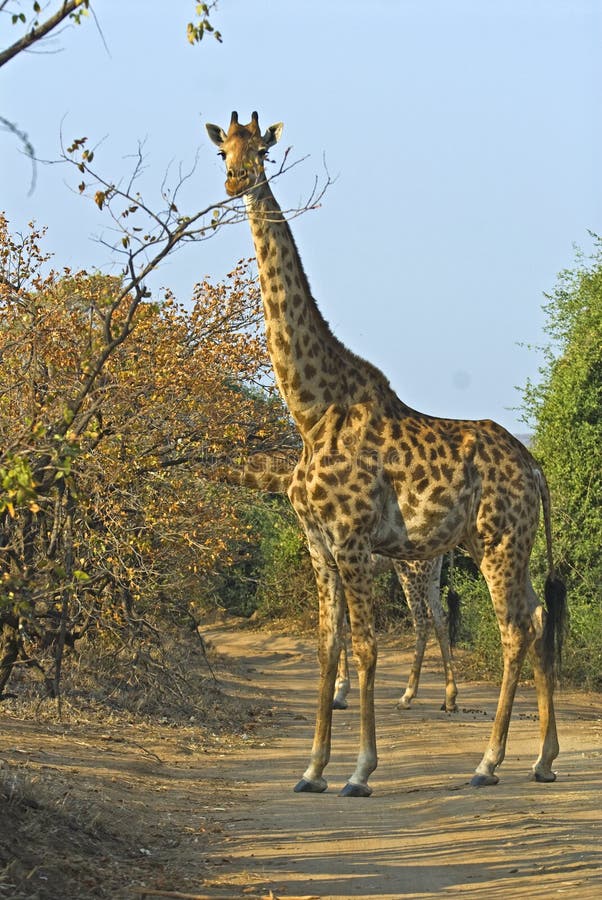 Tall Giraffe stock image. Image of legs, attentive, animal - 7298907