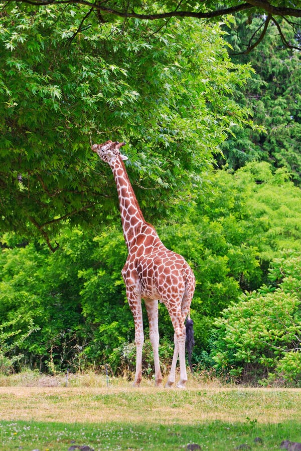Tall Giraffe stock photo. Image of leaves, mammal, grass - 21530134
