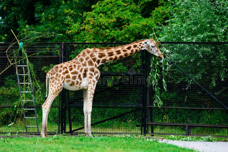 Tall Giraffe Eats Leaves from a Tree Stock Photo - Image of feeding ...