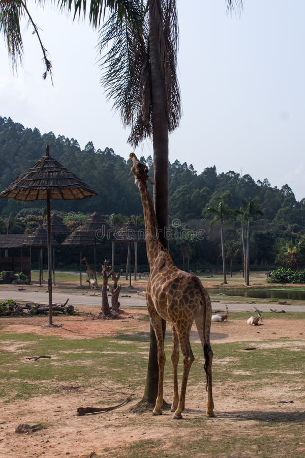 Tall Giraffe Near the Palm Tree Stock Image - Image of giraffes, animal ...