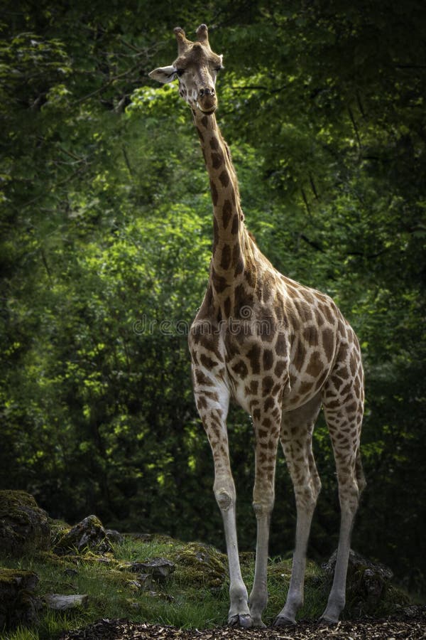 A Tall Giraffe Standing in Front of Forest Trees Stock Image - Image of ...