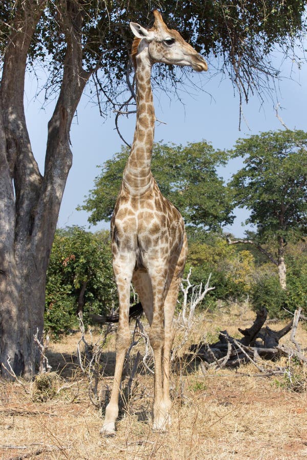 Tall Giraffe And Tall Tree Picture. Image: 19888832