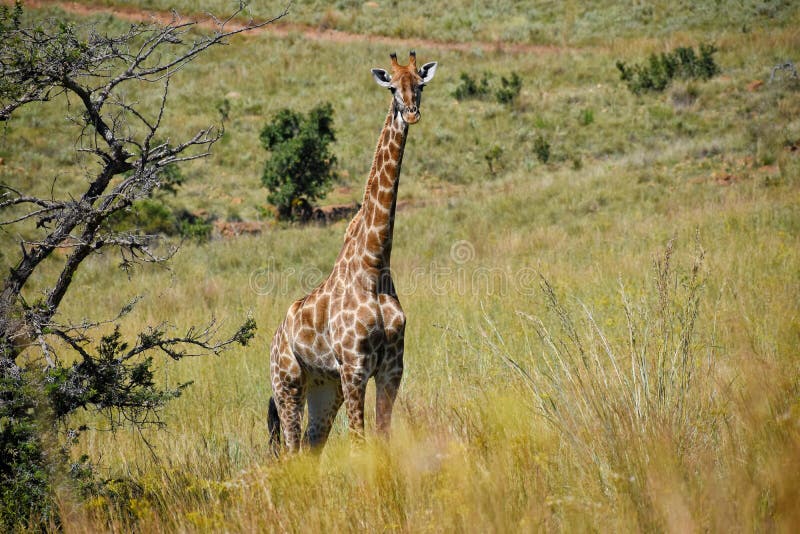 Tall giraffe in the sun stock photo. Image of tree, open - 253753994