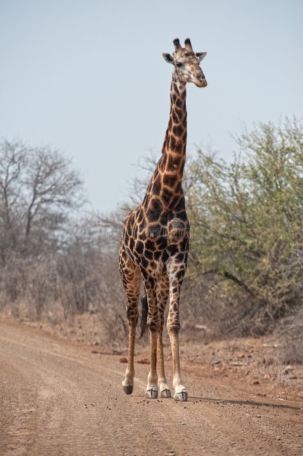 Tall Giraffe stock image. Image of browser, savannah - 48554577