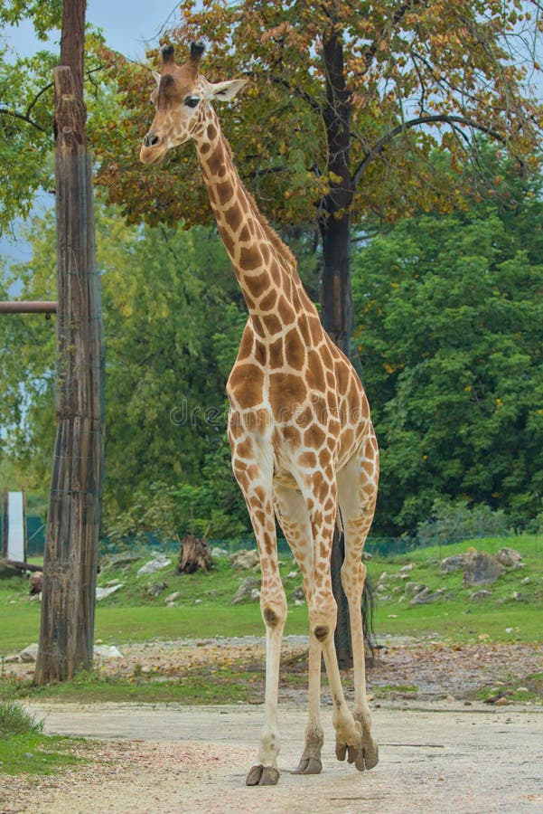 The Tall Giraffe Walks Gracefully Across the Wet Ground, Its Patterned ...