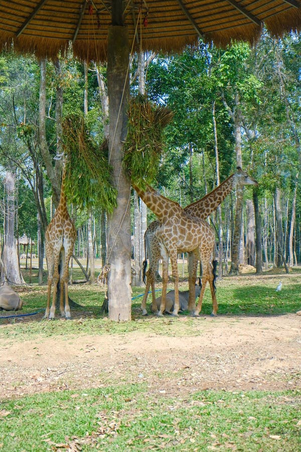 Tall Giraffes Stand among the Trees Stock Image - Image of head ...