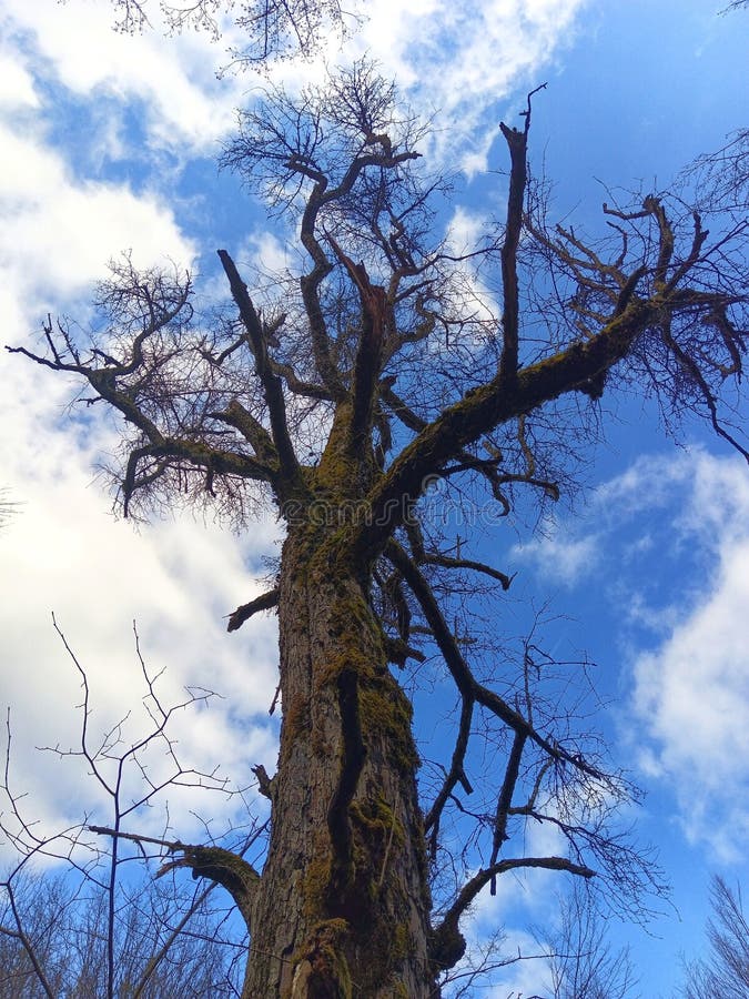 Old Tree in the Wilderness. Background Nature. Abstract Nature. Stock ...