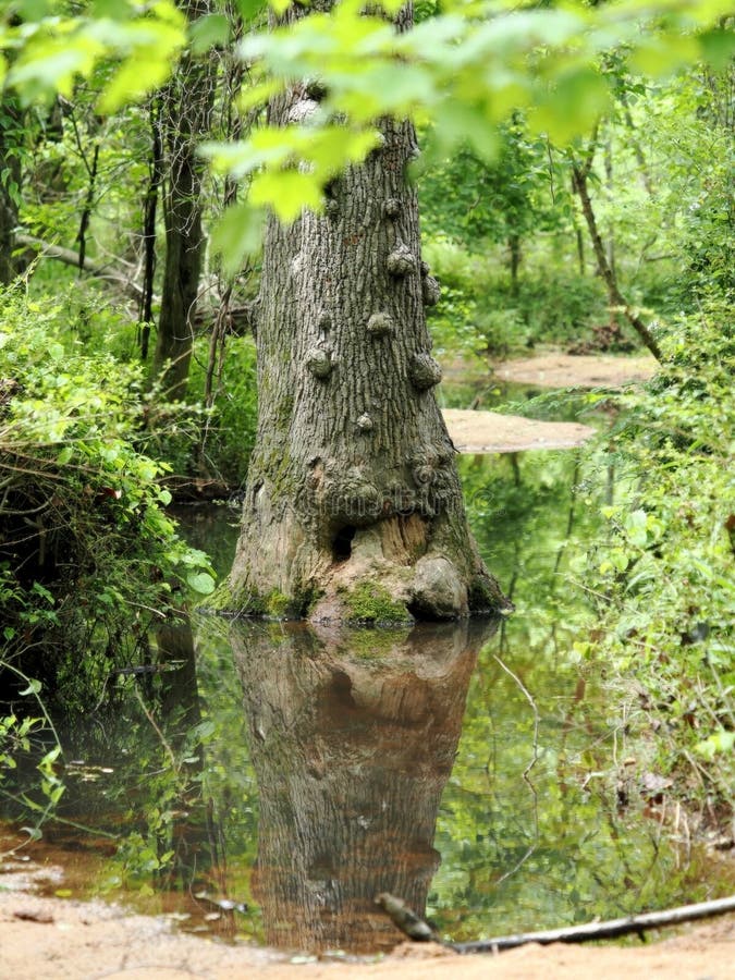 Ancient Tree Reflected in Forest Wetland Stock Image - Image of flower ...