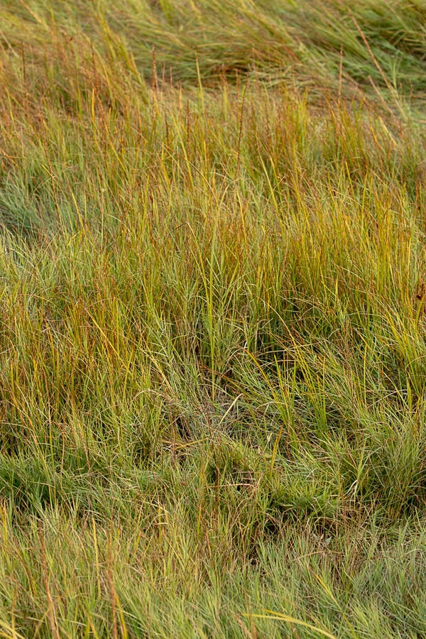 Tall Gold and Mossy Green Grass Growing Stock Photo - Image of plant ...