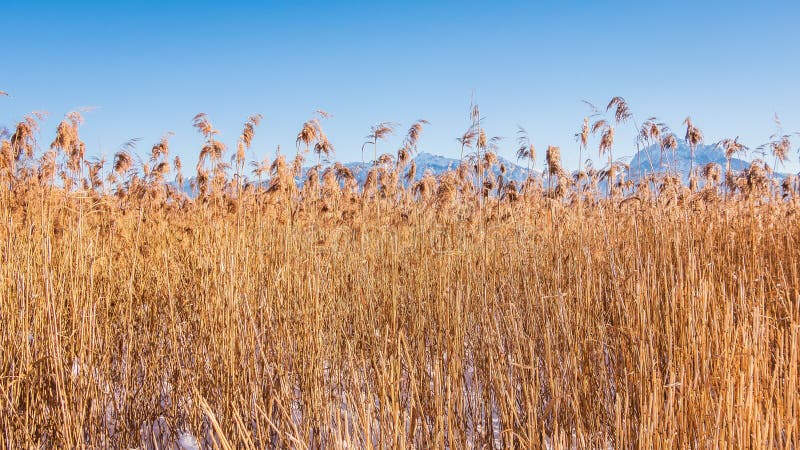 Tall Golden Grass in the Field Stock Photo - Image of summer, tall ...