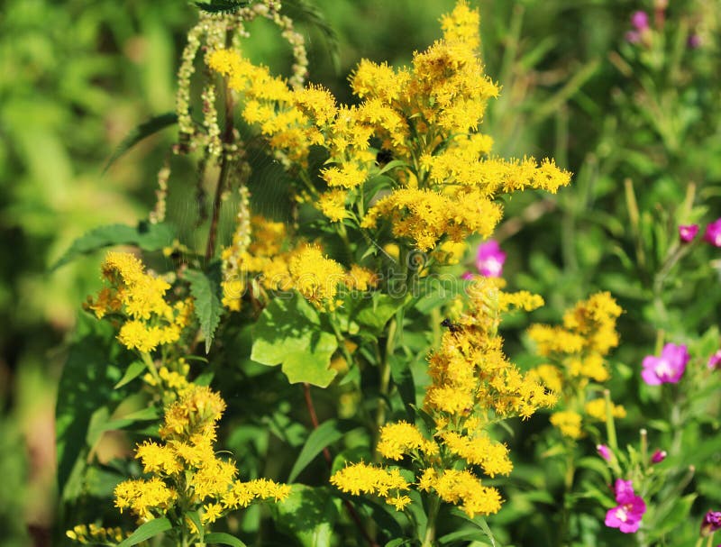 Tall goldenrod stock image. Image of background, nature - 98995213