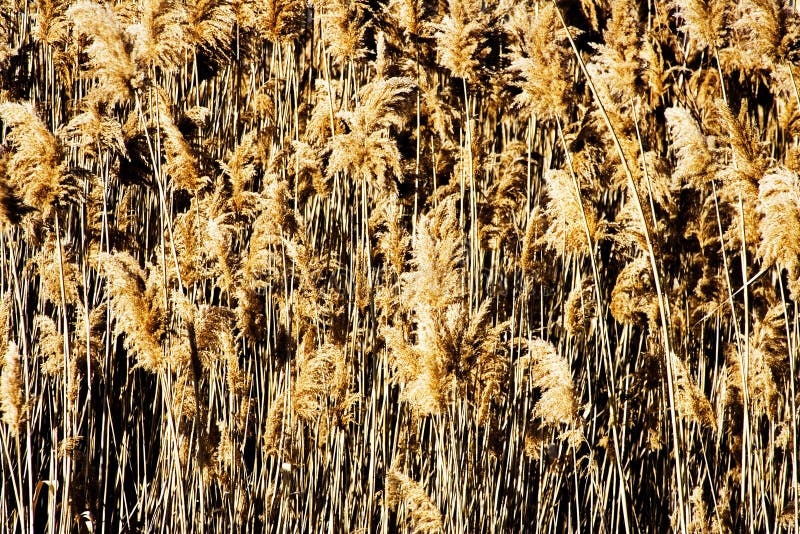 Tall grass stock photo. Image of background, plant, farm - 2133746